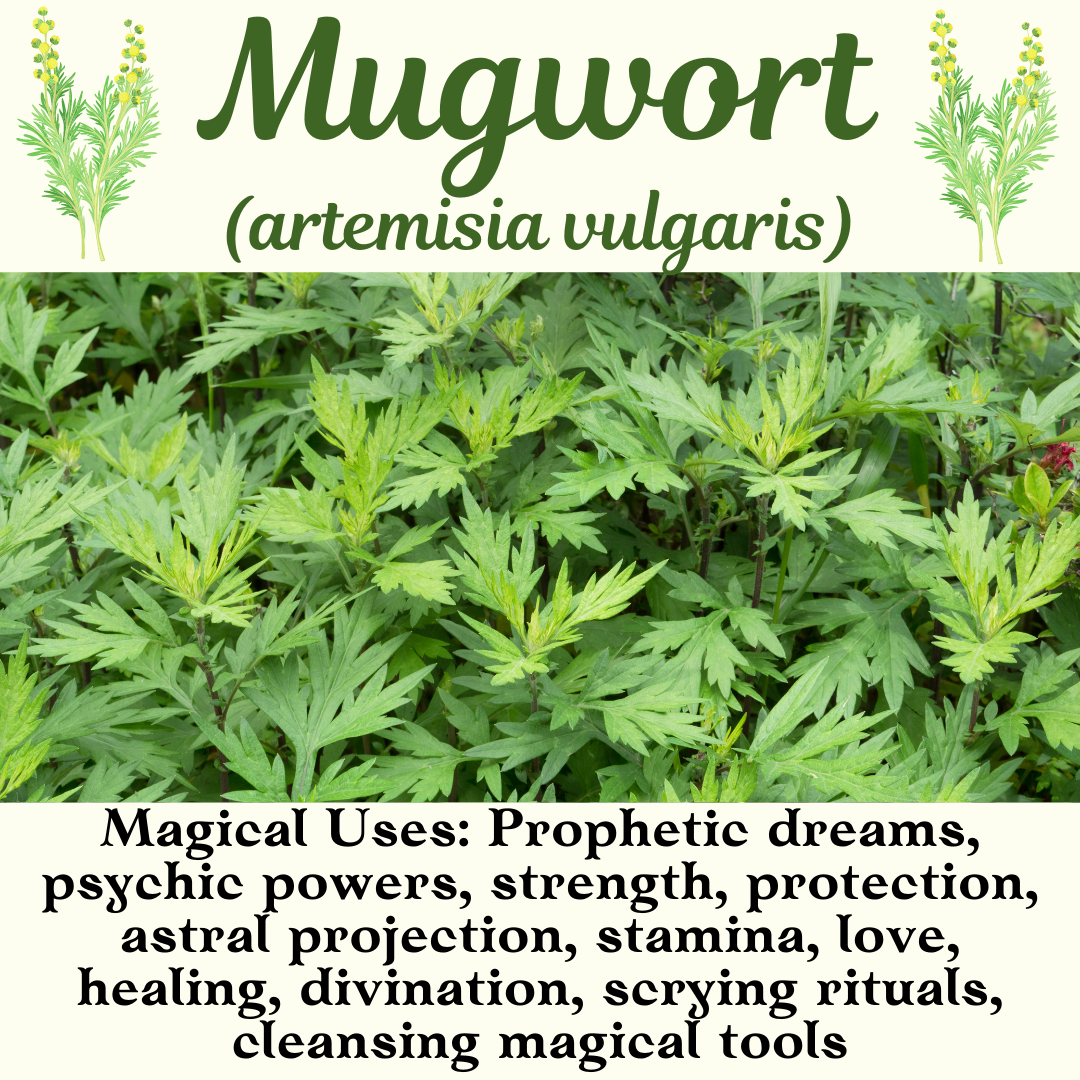 The Magical and Medicinal Benefits of Mugwort – Katie Mae Naturals LLC